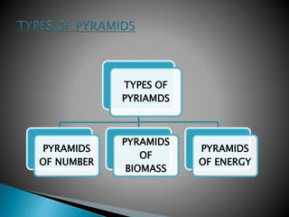 Pyramids | PPT