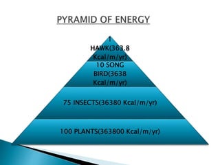 Pyramids | PPT