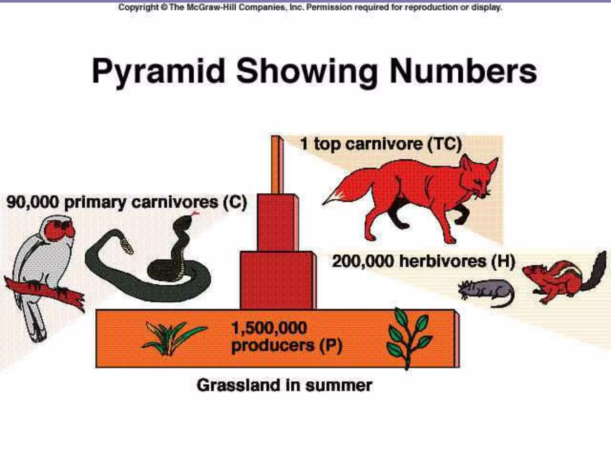 Pyramids Energy_ biomass_ numbers (2).ppt