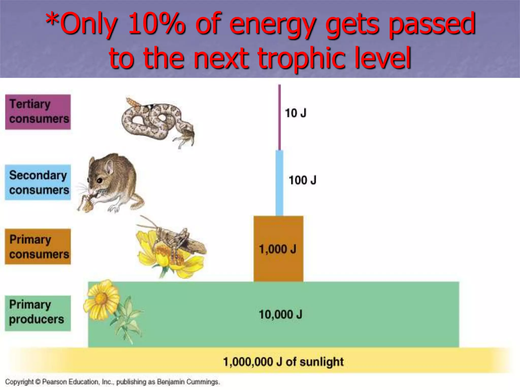 Pyramids Energy_ biomass_ numbers (2).ppt