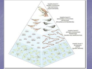 Pyramids Energy_ biomass_ numbers (2).ppt