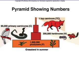 Pyramids Energy_ biomass_ numbers (2).ppt