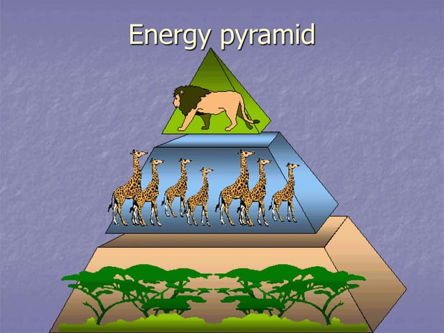 Pyramids Energy_ biomass_ numbers (2).ppt