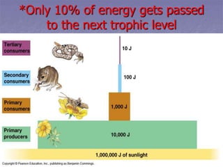 Pyramids Energy_ biomass_ numbers (2).ppt