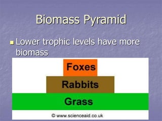 Pyramids Energy_ biomass_ numbers (2).ppt