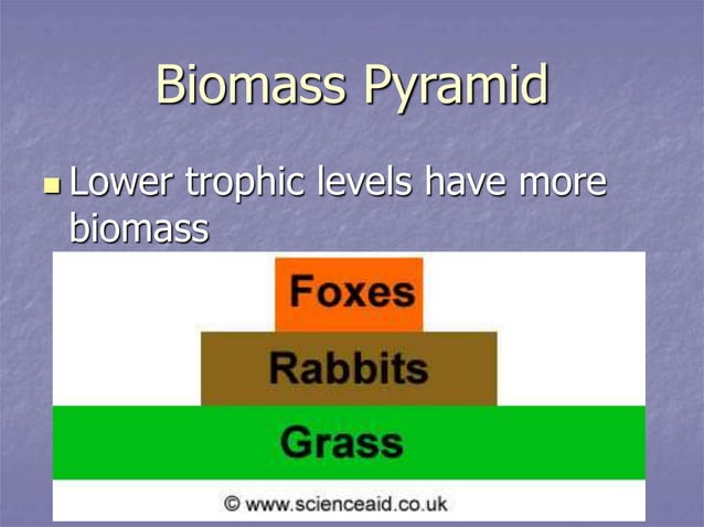 Pyramids Energy_ biomass_ numbers (2).ppt