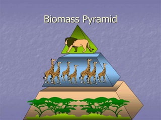 Pyramids Energy_ biomass_ numbers (2).ppt