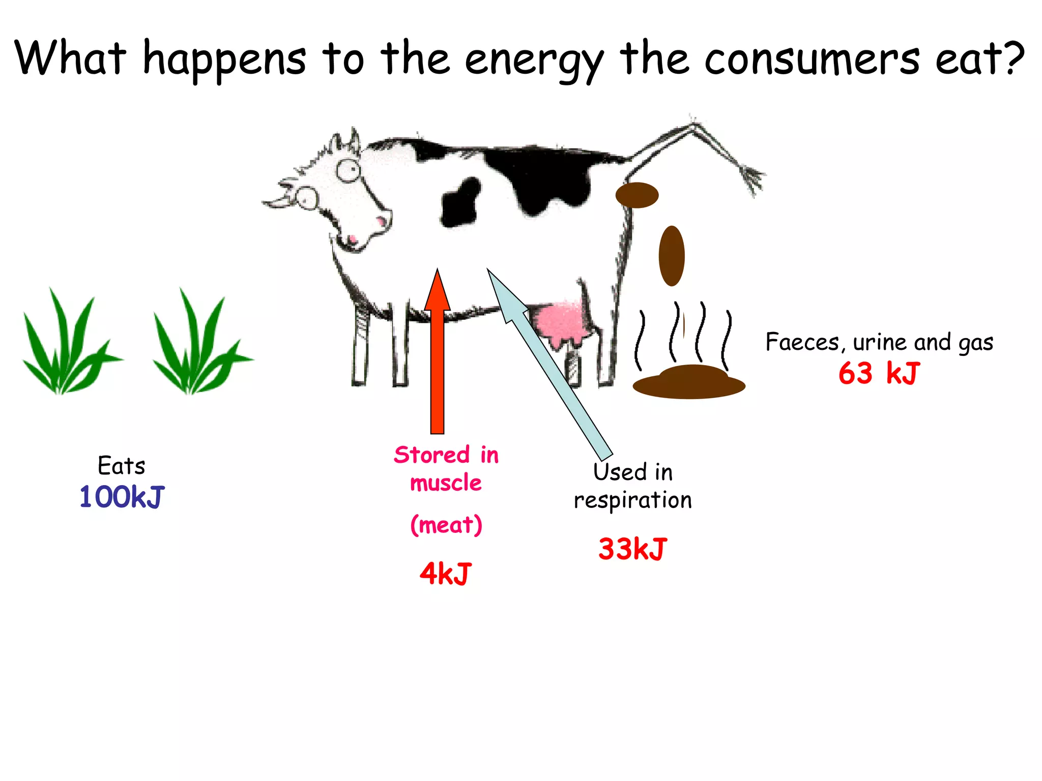 Pyramids of biomass, energy loss | PPT