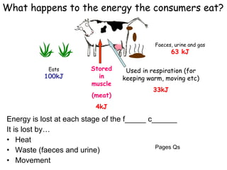 Pyramids of biomass, energy loss | PPT