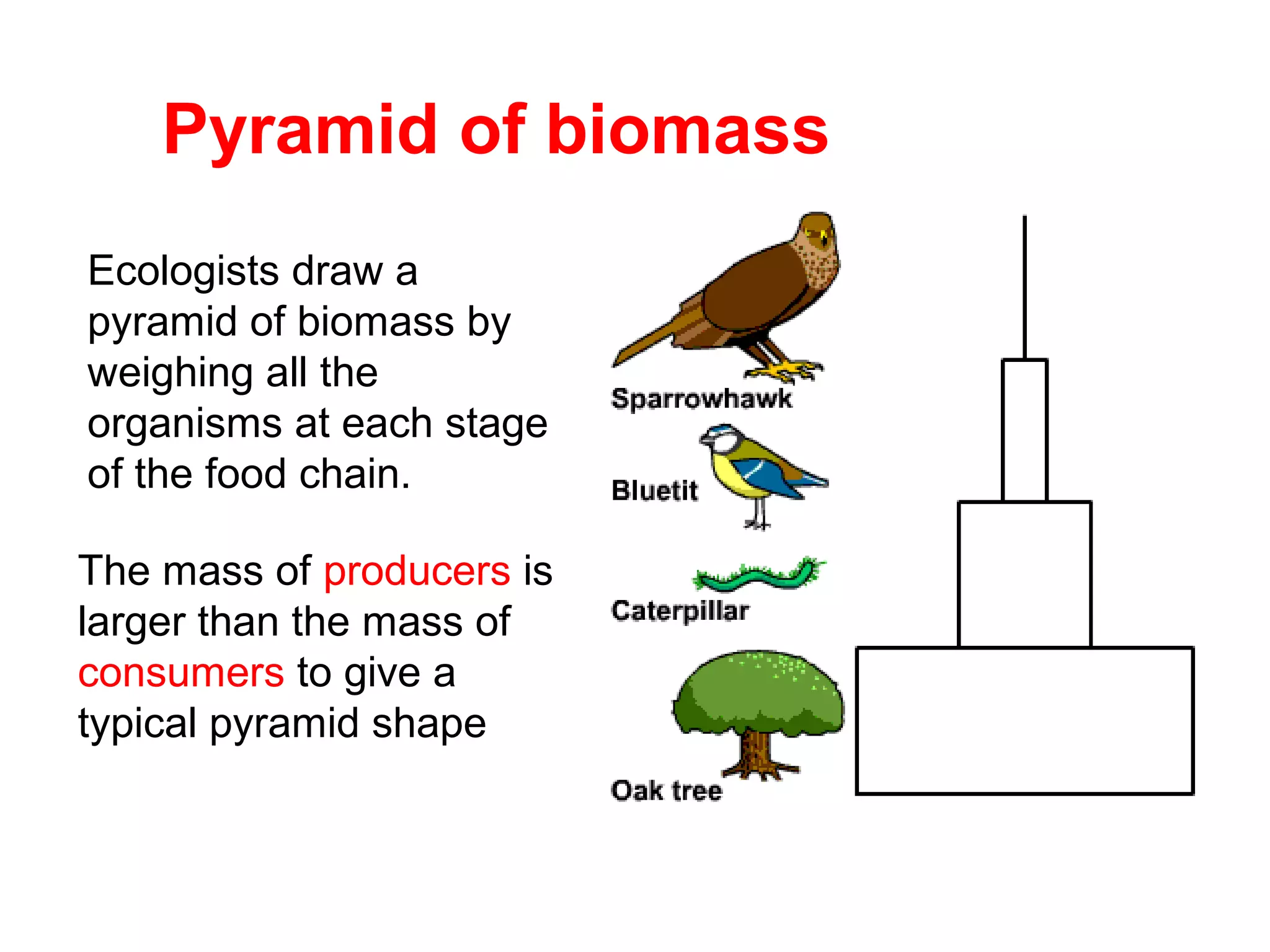 Pyramids of biomass | PPT