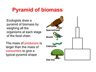 Biomass Pyramid Definition