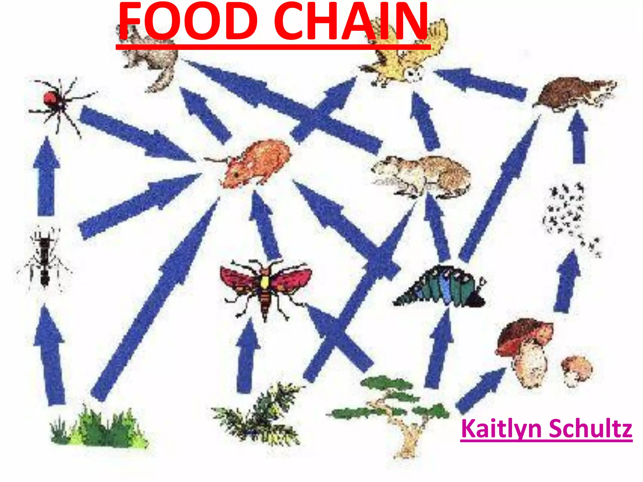 FOOD CHAIN | PPT