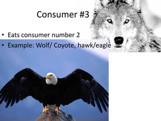 FOOD CHAIN | PDF