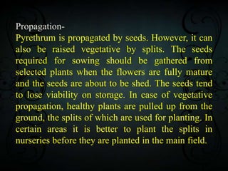 Pyrethrum | PPTX