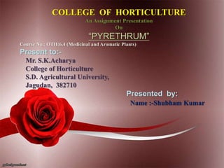 Pyrethrum | PPTX