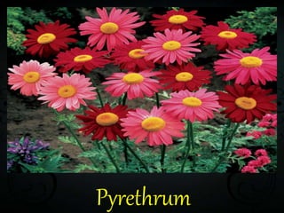 Pyrethrum | PPTX
