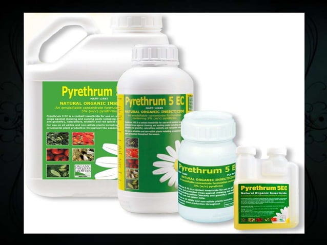 Pyrethrum | PPTX | Agriculture | Industries