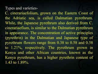Pyrethrum | PPTX