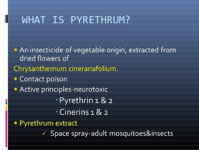 Pyrethrum and synthetic pyrethroids