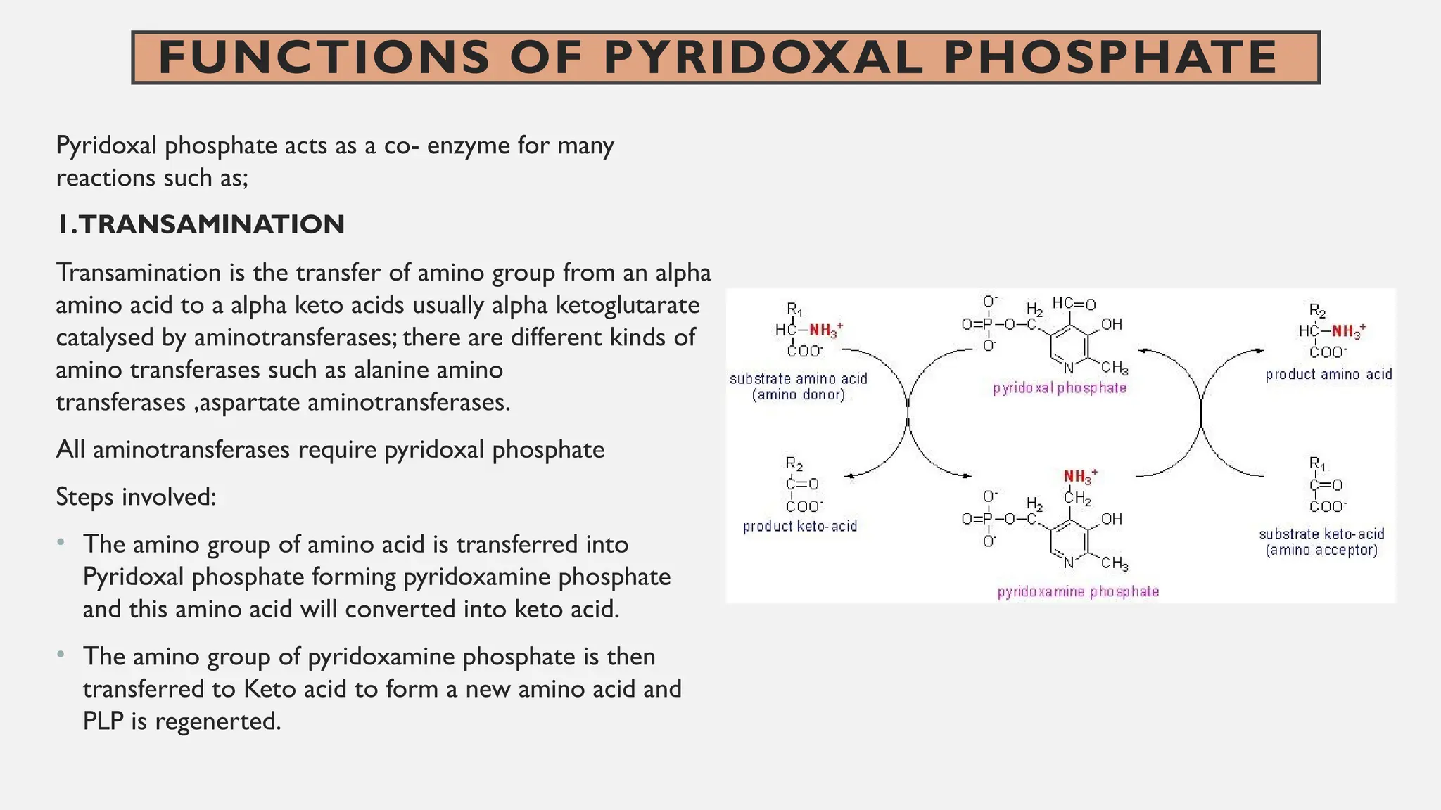Pyridoxal phosphate and biotin as coenzymes and its functionspptx | PPTX