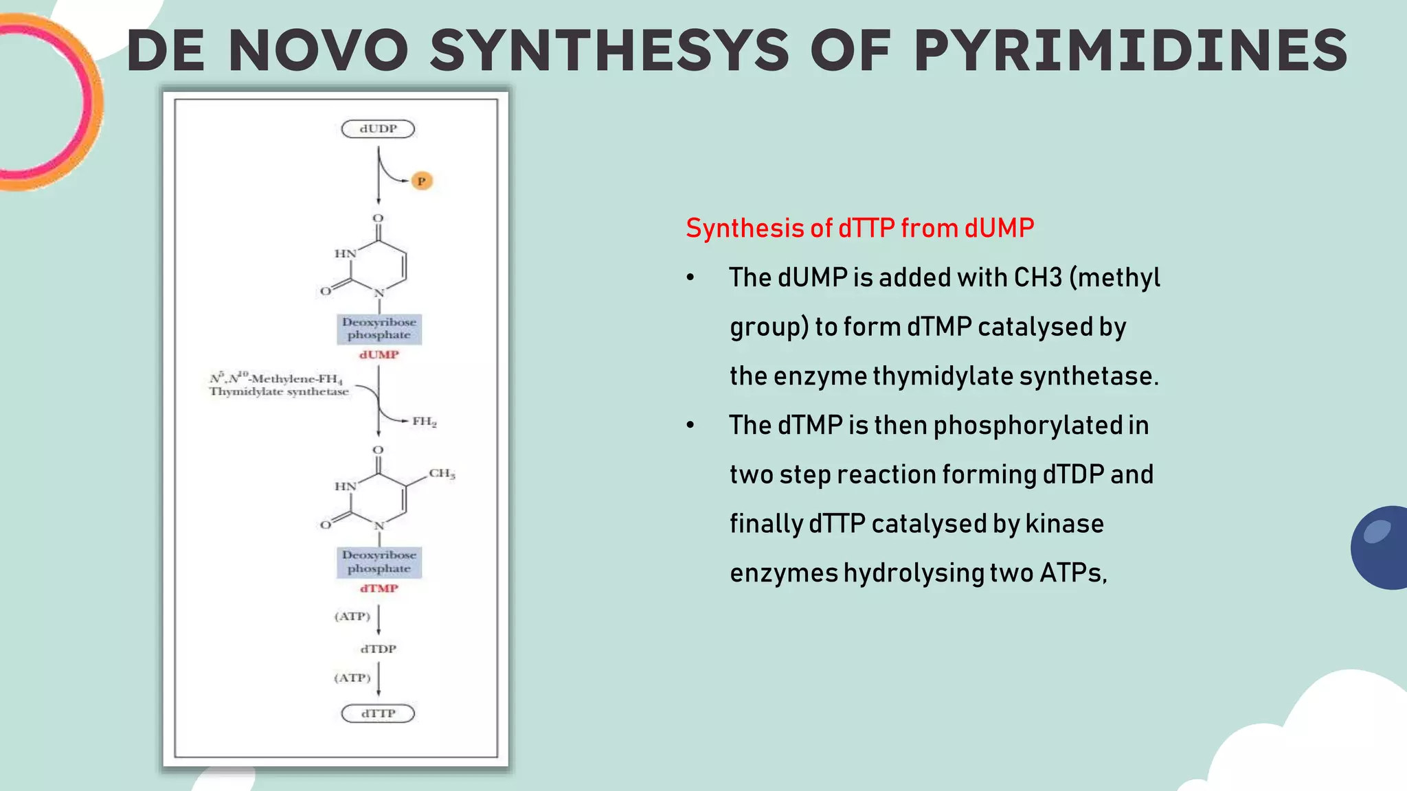 Pyrimidine Metabolism, Biosynthesis and catabolism | PPTX