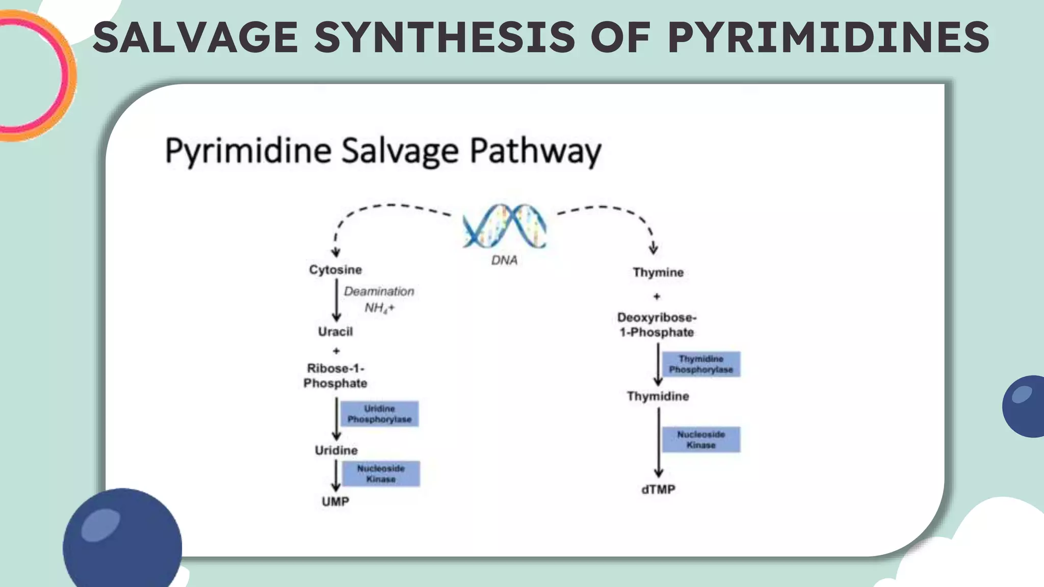 Pyrimidine Metabolism, Biosynthesis and catabolism | PPTX