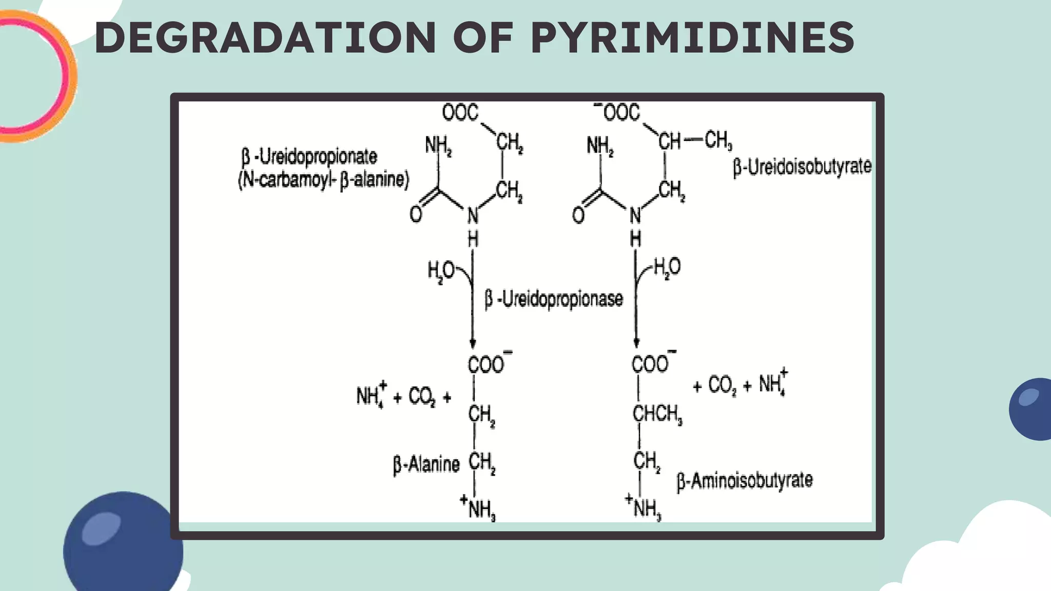 Pyrimidine Metabolism, Biosynthesis and catabolism | PPTX