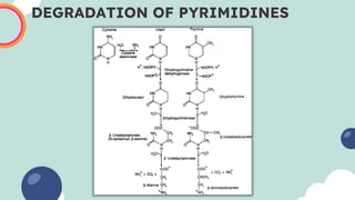 Pyrimidine Metabolism, Biosynthesis and catabolism | PPTX