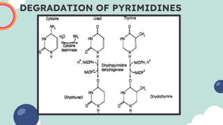 Pyrimidine Metabolism, Biosynthesis and catabolism | PPTX