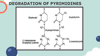 Pyrimidine Metabolism, Biosynthesis and catabolism | PPTX