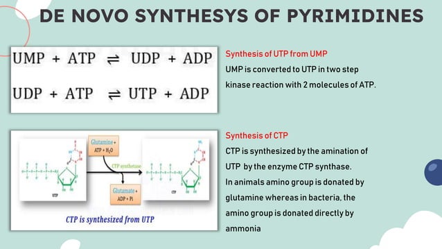Pyrimidine Metabolism, Biosynthesis and catabolism | PPT