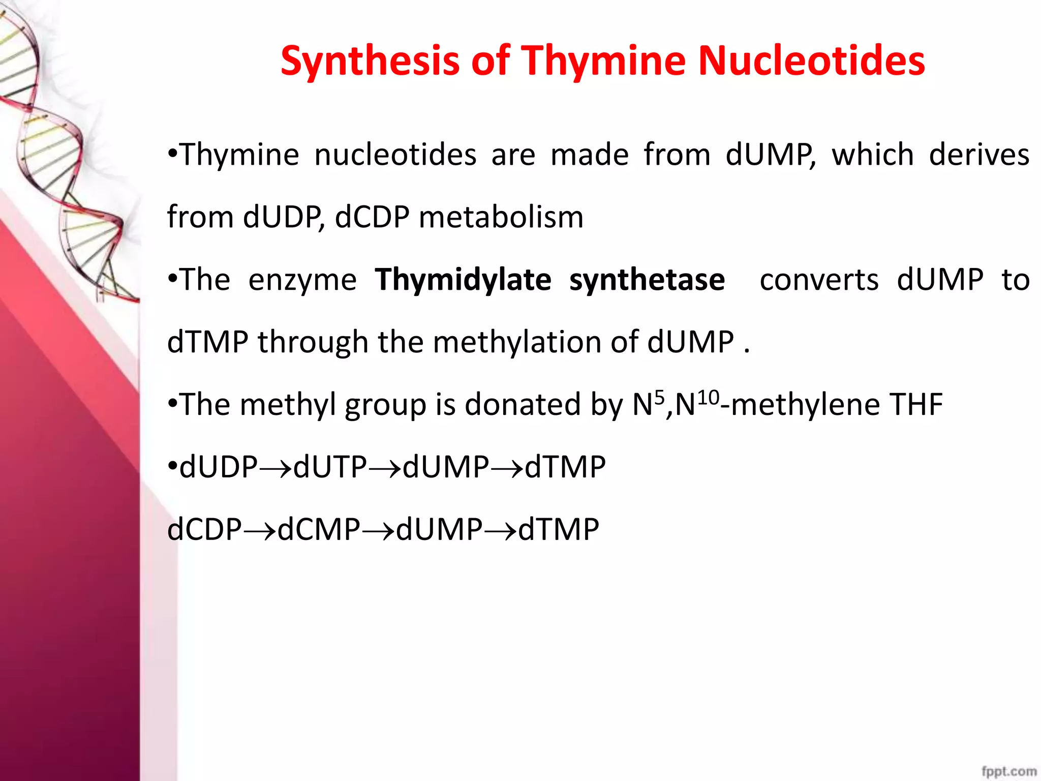 Pyrimidine Biosynthesis | PPTX