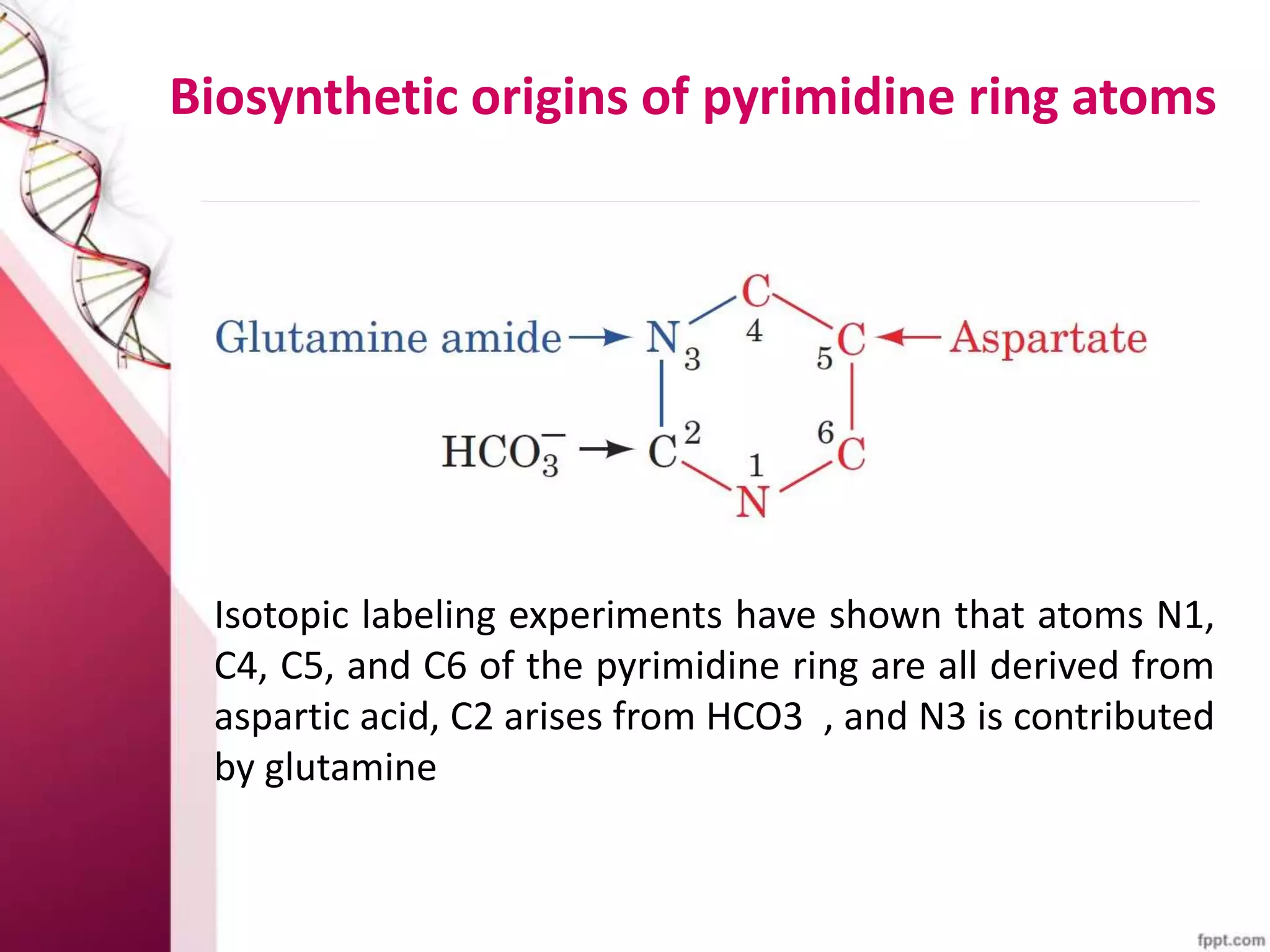 Pyrimidine Biosynthesis | PPTX