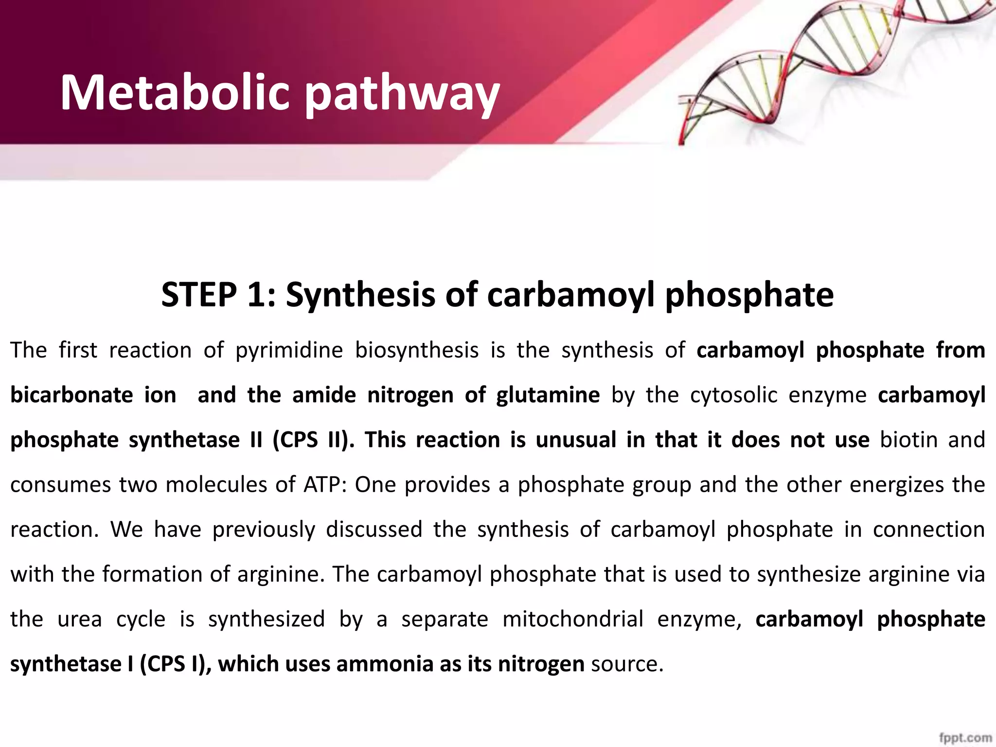 Pyrimidine Biosynthesis | PPTX