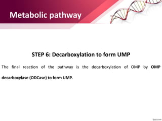 Pyrimidine Biosynthesis | PPTX