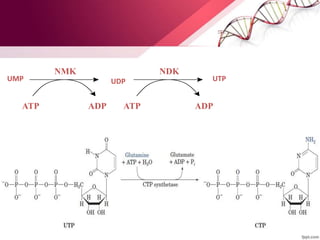 Pyrimidine Biosynthesis | PPTX