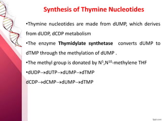 Pyrimidine Biosynthesis | PPTX