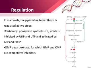 Pyrimidine Biosynthesis | PPTX