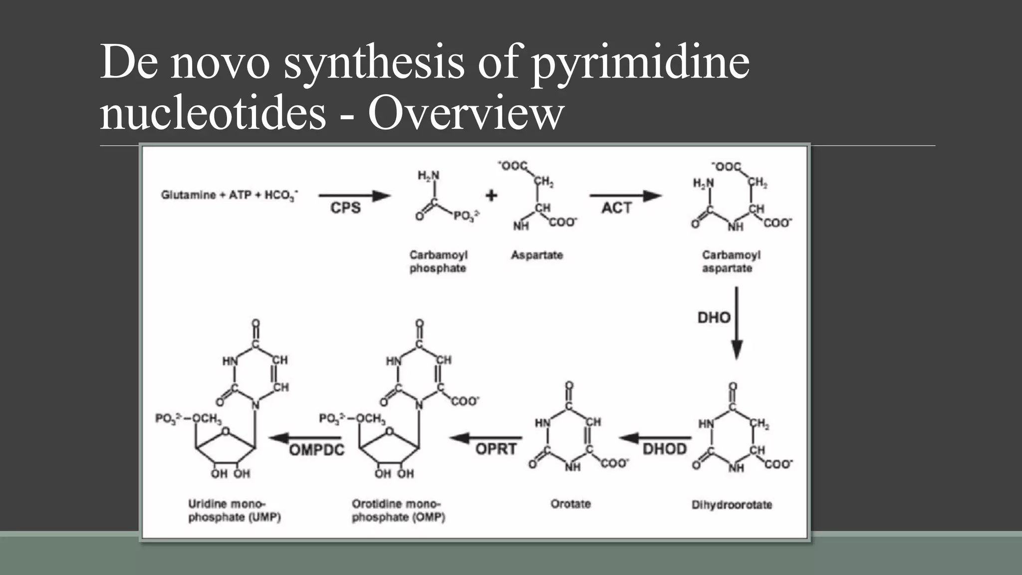 Pyrimidine bio synthesis | PPT | Free Download