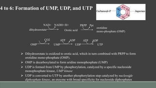 Pyrimidine bio synthesis | PPTX