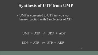 Pyrimidine bio synthesis | PPTX
