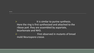 Pyrimidine bio synthesis | PPTX