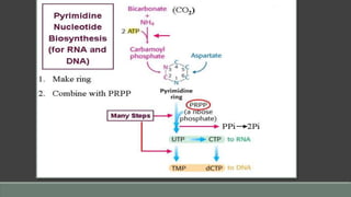 Pyrimidine bio synthesis | PPTX