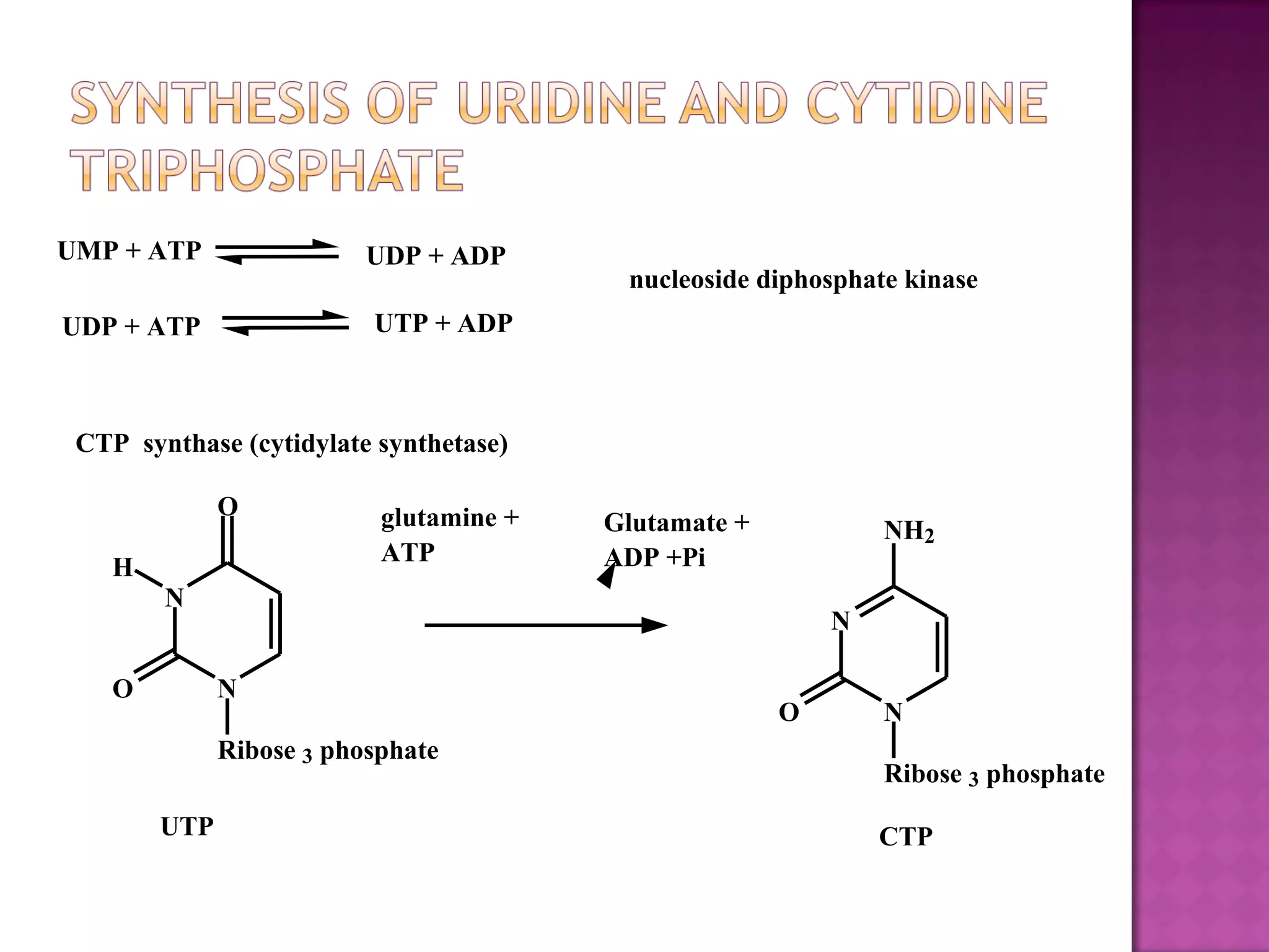 Pyrimidine metabolism | PPT