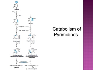 Pyrimidine metabolism | PPT