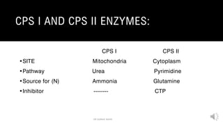P yri midine metabolism | PPT