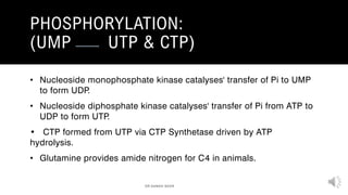 P yri midine metabolism | PPT