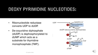 P yri midine metabolism | PPT