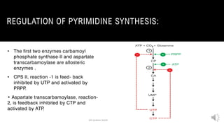 P yri midine metabolism | PPT