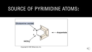 P yri midine metabolism | PPT
